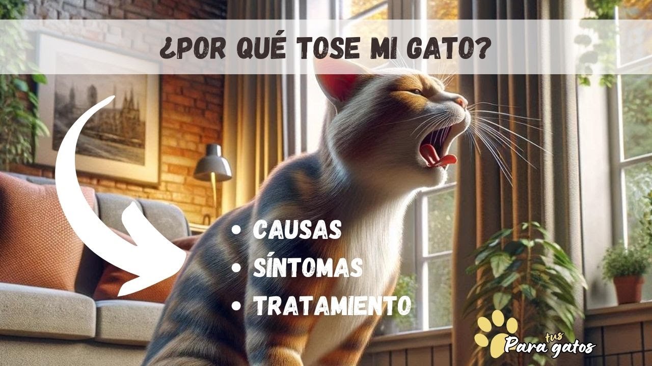 😺¿POR QUÉ TOSE MI GATO? 👉 TOS EN GATOS: CAUSAS, SÍNTOMAS Y TRATAMIENTOS ...