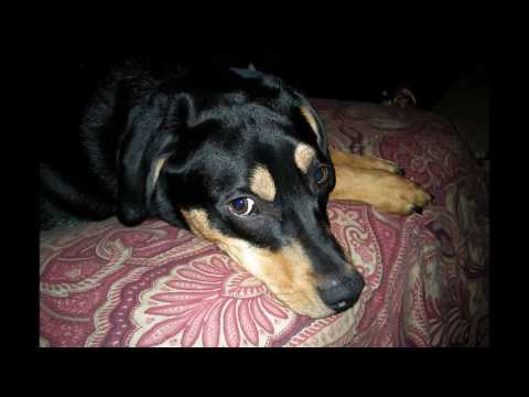 10 Top Tan Dog Breeds You NEED to Know About (US Focus)! - Dogsguide.blog