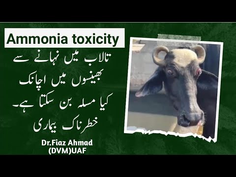 Ammonia toxicity in buffalo signs| symptoms of ammonia toxicity in ...