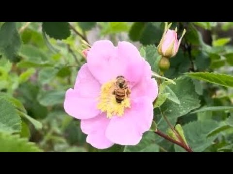 Rosa californica native California rose blooms beginning in late spring ...
