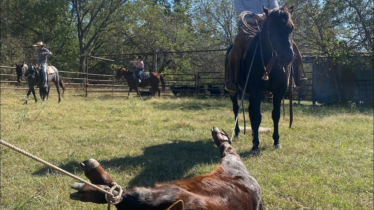 Fall Branding // Roping // Cowboys // Throwback // October 2020 // DITL ...