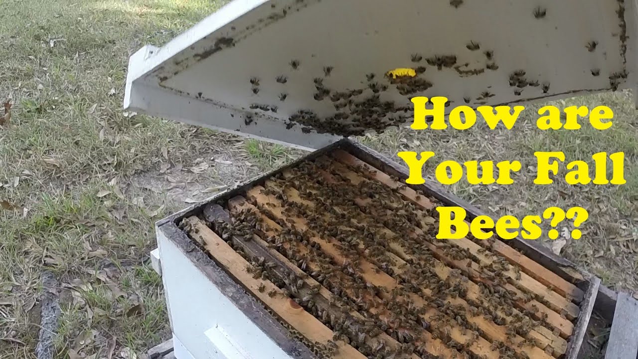 Fall Hive Status and Random Hive Checks - YouTube