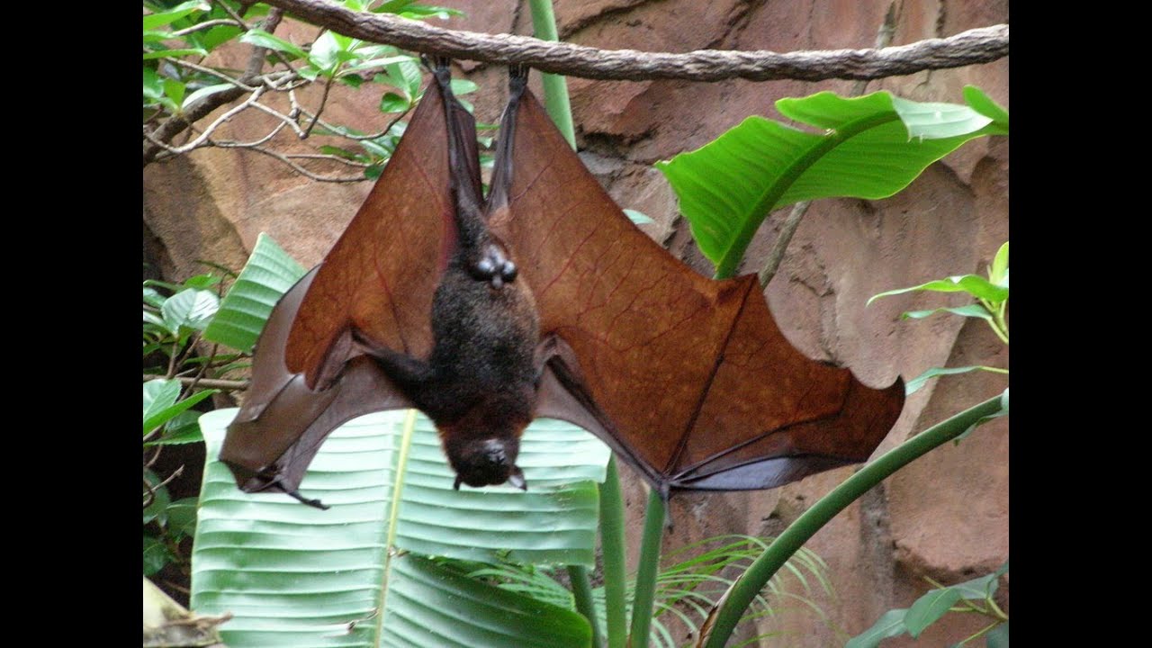 GIANT BAT CAPTURED!!!!!, WHAT IS IT? HD 720p - YouTube