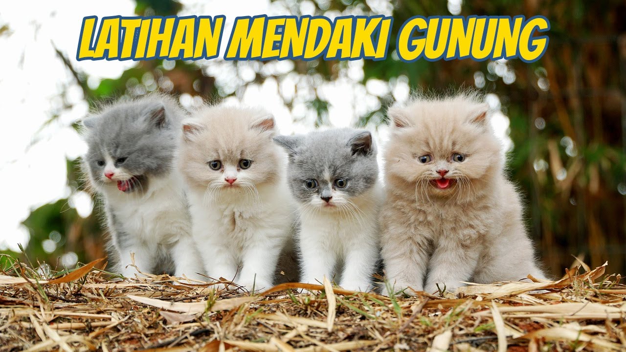 ANAK KUCING BRITISH LATIHAN MENDAKI GUNUNG - YouTube