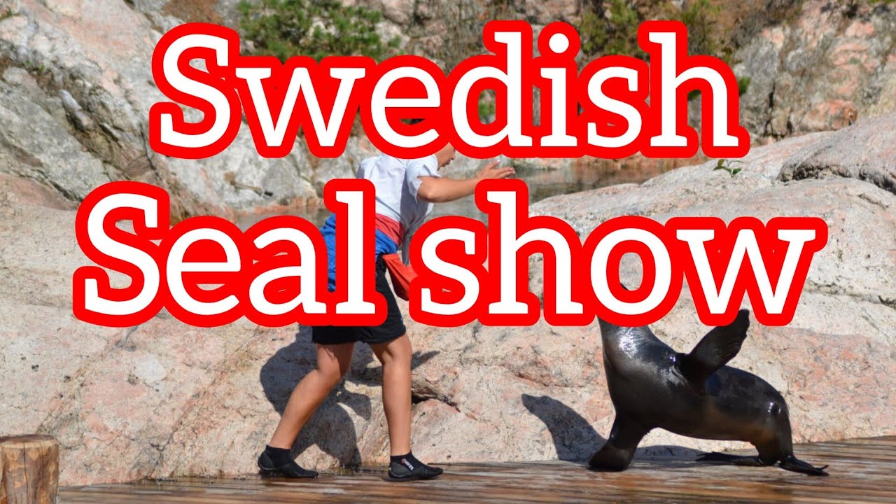 Sweden - Spectacular Seal show | Fantastiska sälar på Kolmården - YouTube