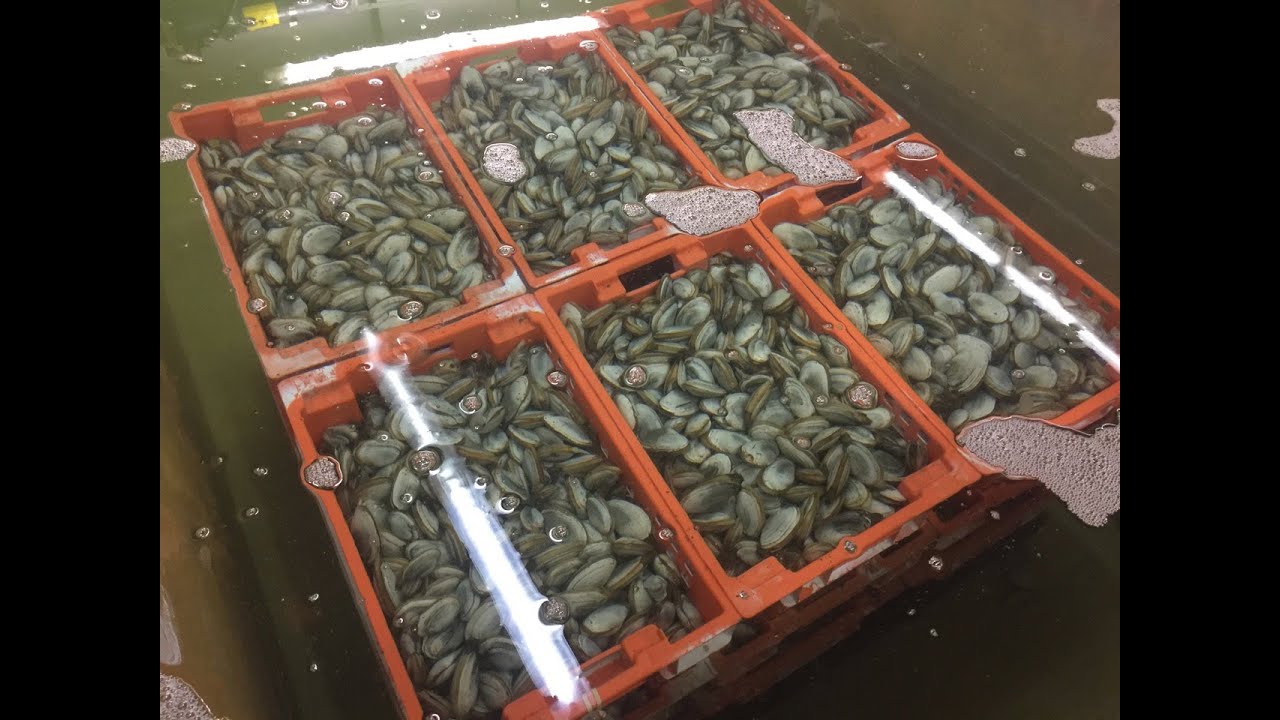 Depuration UV Disinfection of Shellfish - YouTube