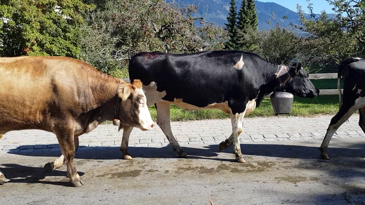 BULLS ATTACKS - YouTube