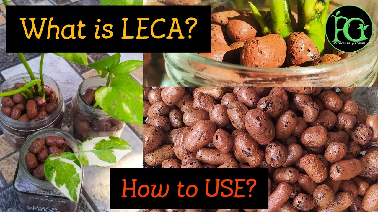What is LECA? || How To USE? || Tamil (English Subtitles) #LECABALLS ...