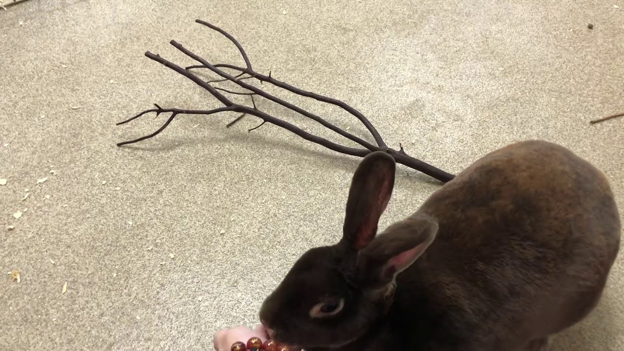 Training Rabbit to Come - YouTube