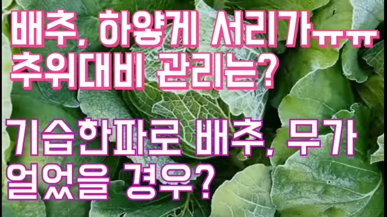 배추결구중인데 하얗게 서리가ㅠㅠ 기습한파로 배추 무가 얼었을 경우는 어떻게 추위가 욌을 때 배추 관리방법은