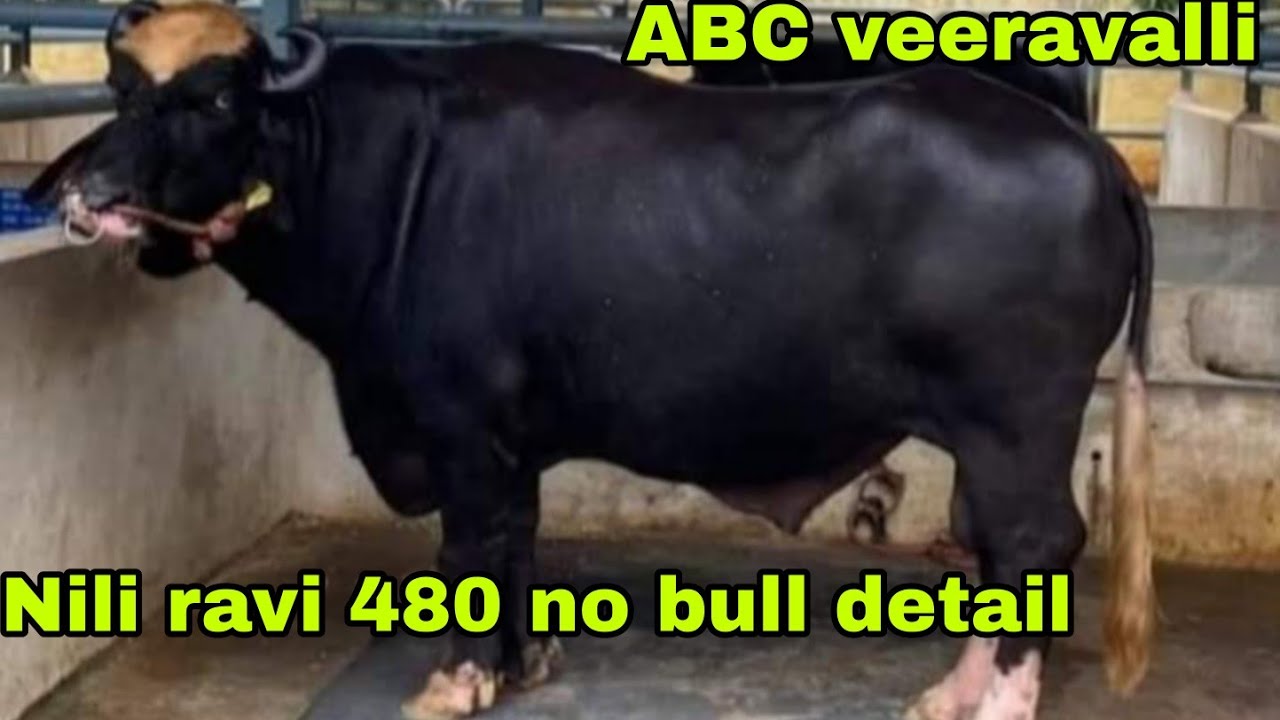 Nili ravi 480 no bull - YouTube