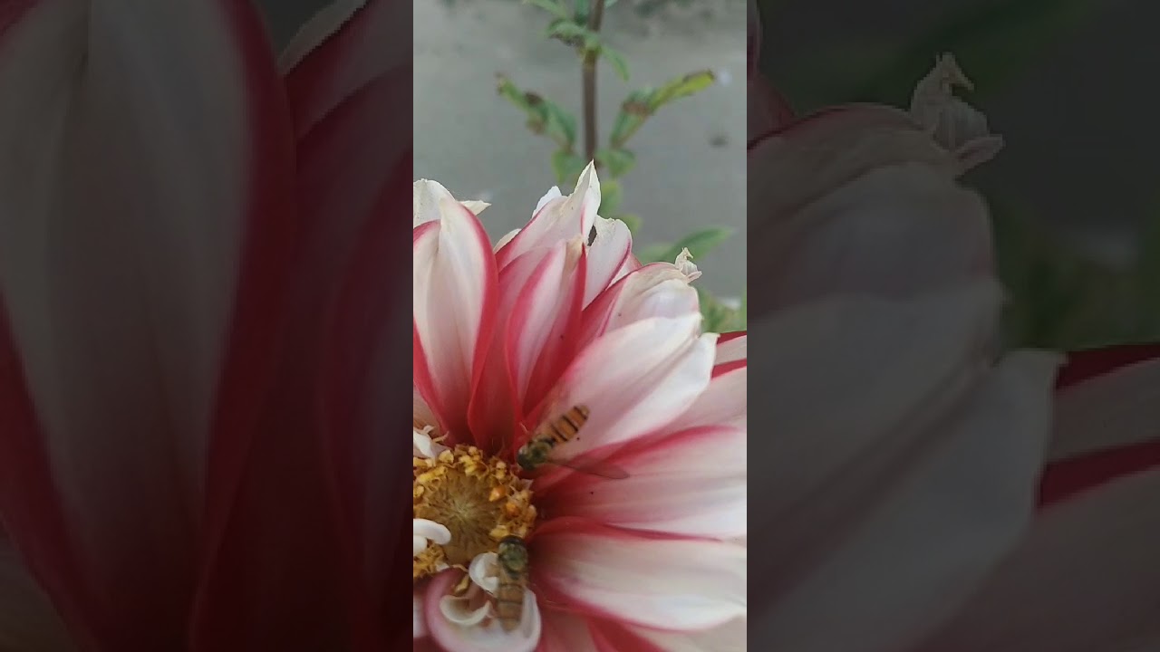 flowers - YouTube