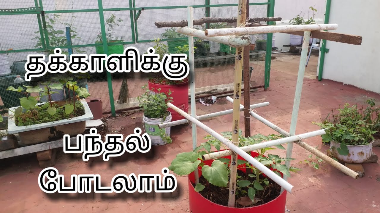 தக்காளி செடிக்கு பந்தல் அமைக்கலாம் | Panthal | Trellis for Terrace ...