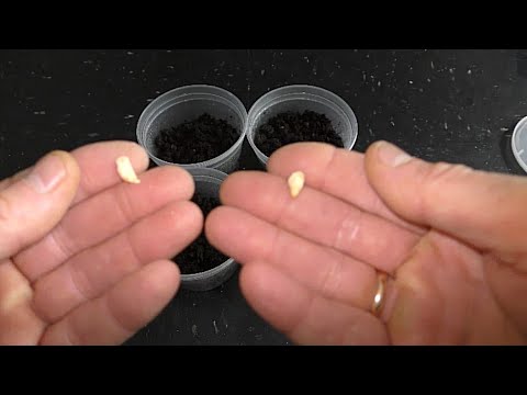 How to Culture Springtails on Peat Moss - YouTube