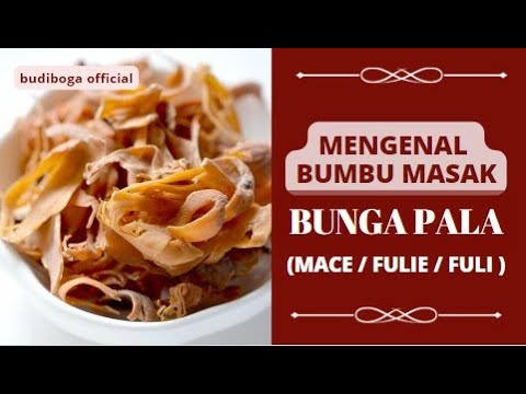 MENGENAL BUMBU MASAK FULI / MACE / BUNGA PALA - FUNGSIDAN KEGUNAAN ...