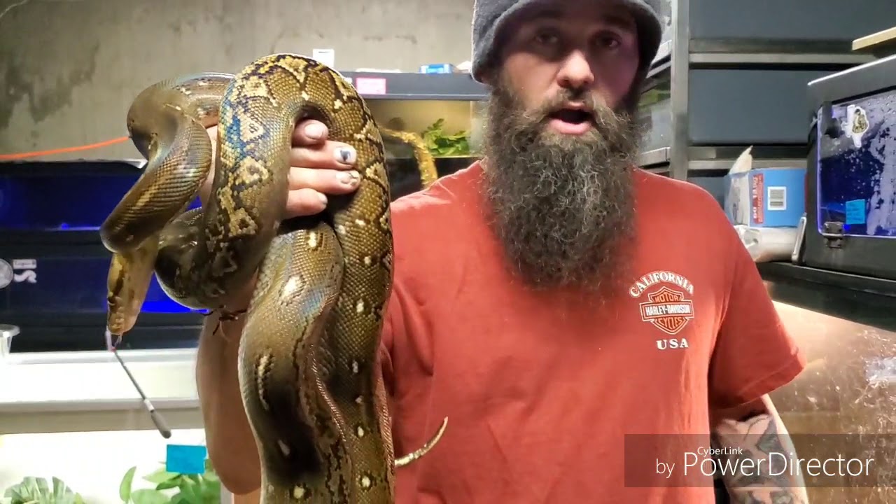 How Big Have Our Retics Gotten - YouTube