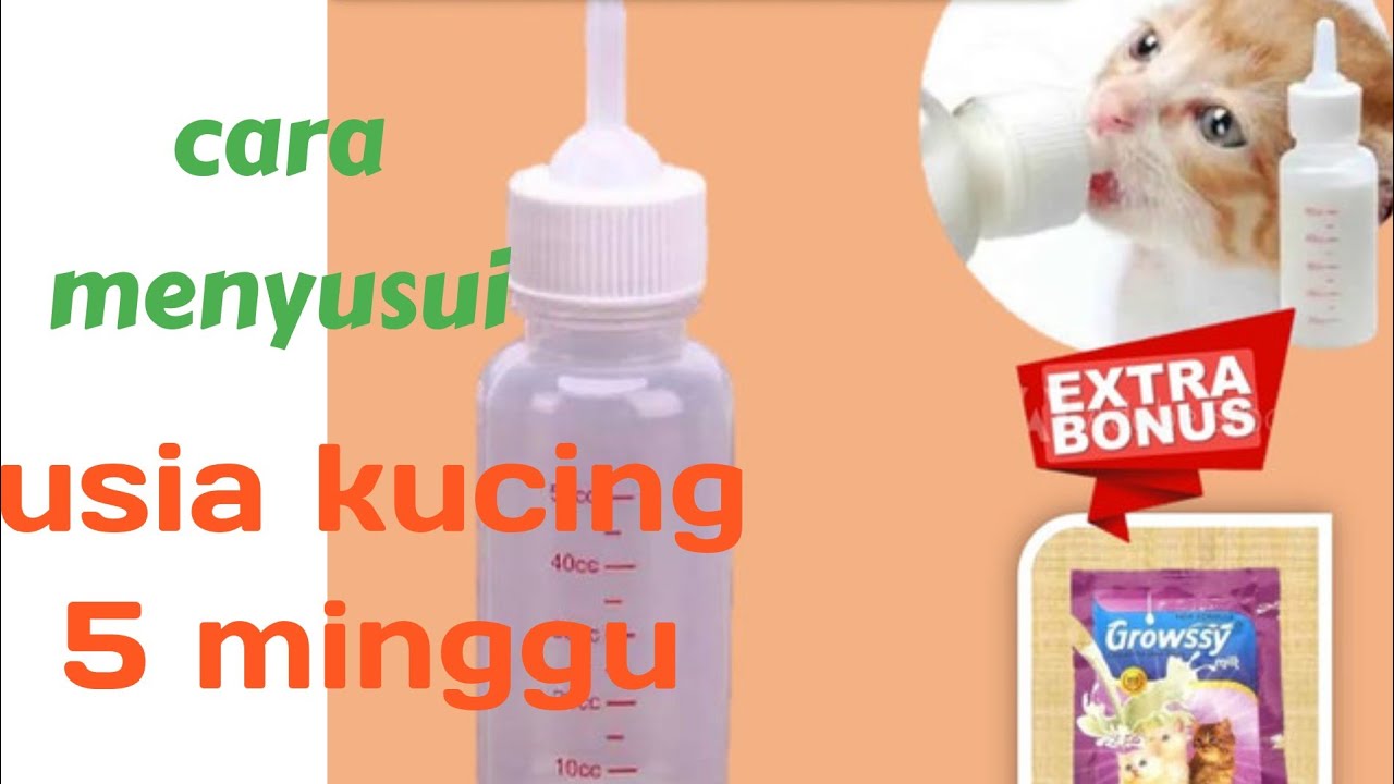 Cara Buat DOT Bayi Kucing 5 Minggu, Langsung Lahap di Minum - YouTube