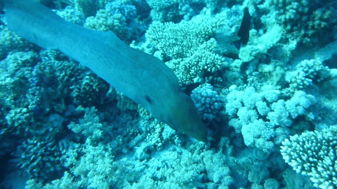 Tauchen am Carless-Reef Red Sea 2014 - YouTube
