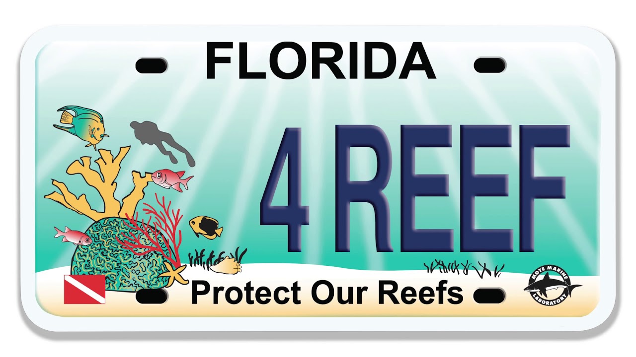 Protect Our Reefs Specialty License Plate - YouTube