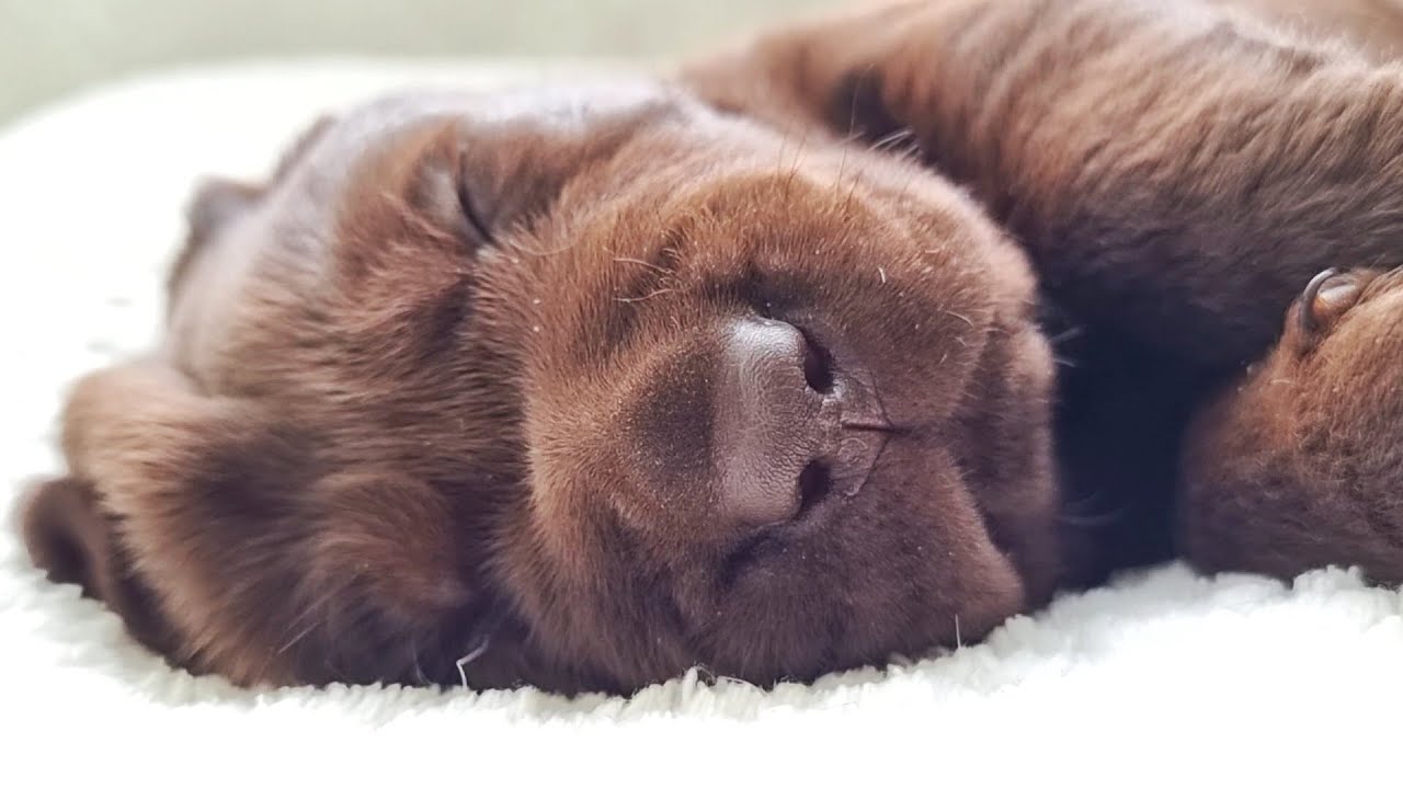 Just a Cute Chocolate Labrador Puppy Trying to Sleep - YouTube