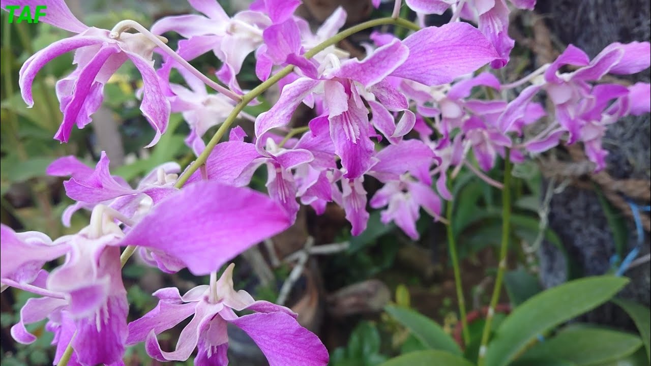 Anggrek Dendrobium x Superbiens bunganya cantik dan banyak - YouTube