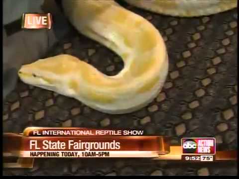 Repticon - Albino Burmese Python - YouTube