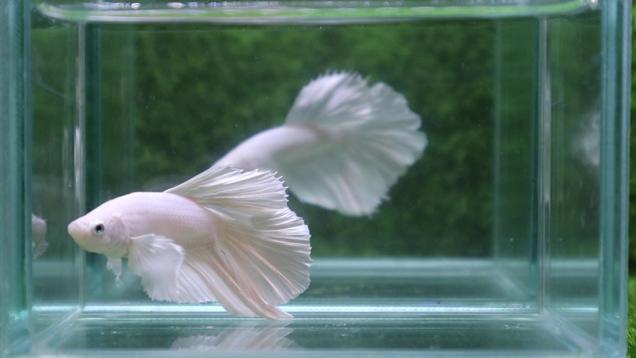 [217_A3]Live Betta Fish HighQuality Male White-Angel Halfmoon 📸Video ...