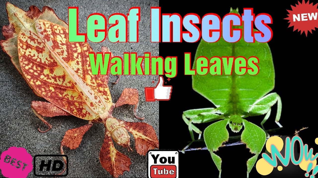 Leaf Insects Video | Walking Leaves | Weird Leaf Insects | - YouTube