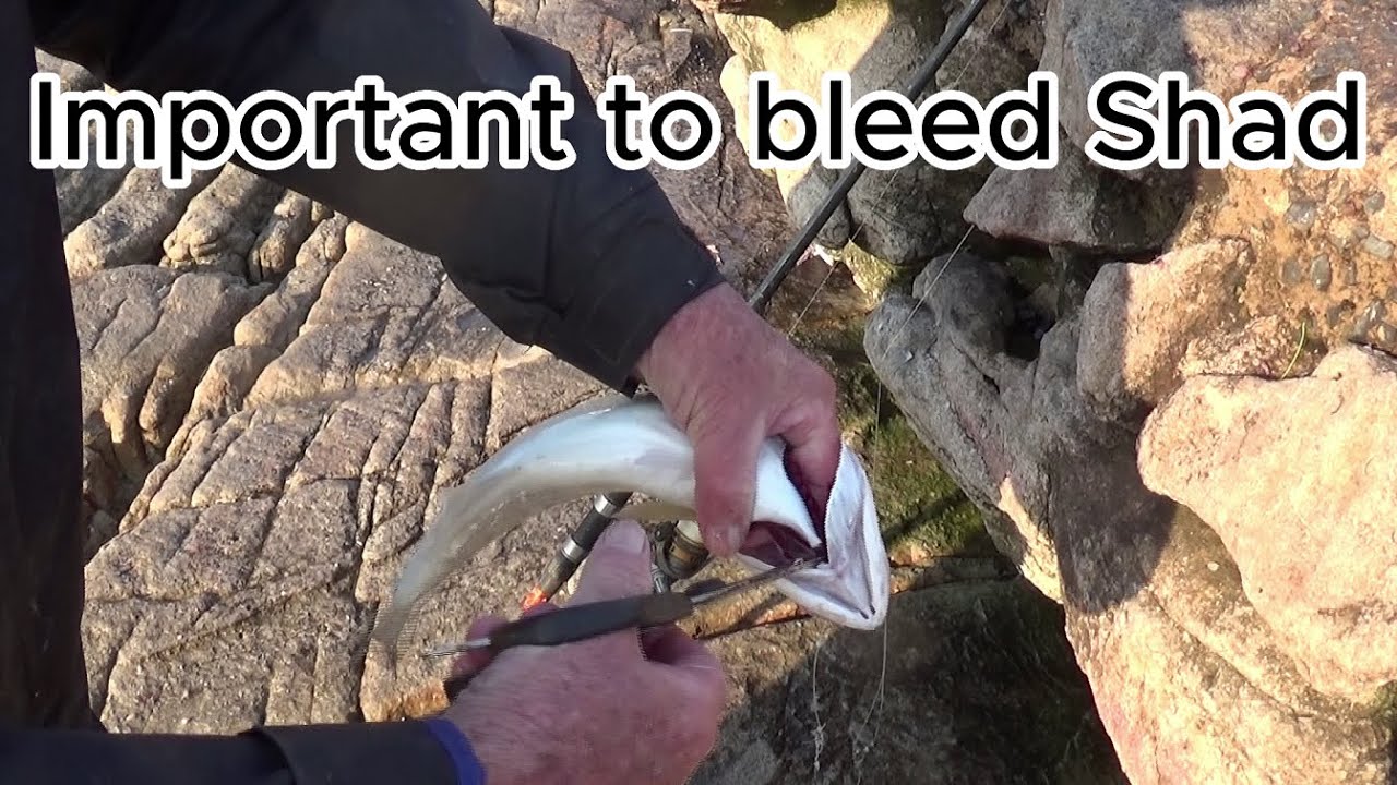 Bleeding a fish is important - YouTube