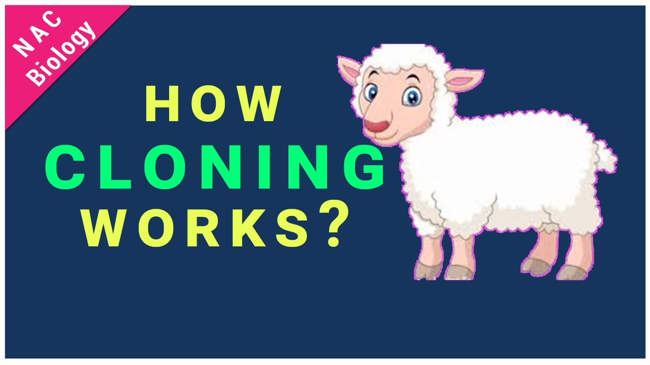 How Cloning Works | Somatic Cell Nuclear Transfer | Cloning of Dolly ...