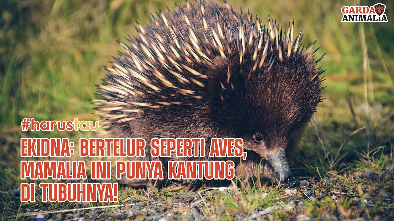 Si Mungil Nokdiak Papua yang Disakralkan - YouTube