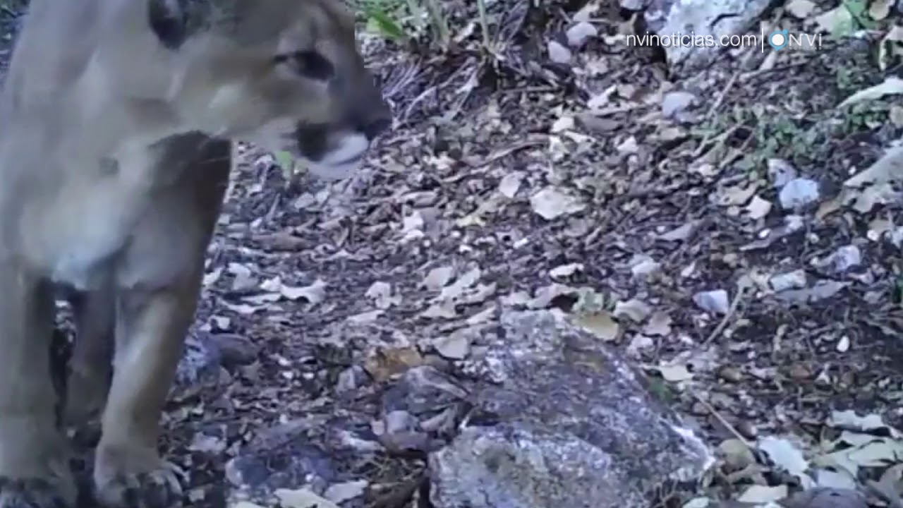 Oaxaca y su fauna silvestre - YouTube