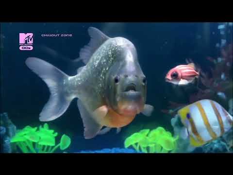 Chemical Brothers - The Salmon Dance (MTV 00s TVRIP)