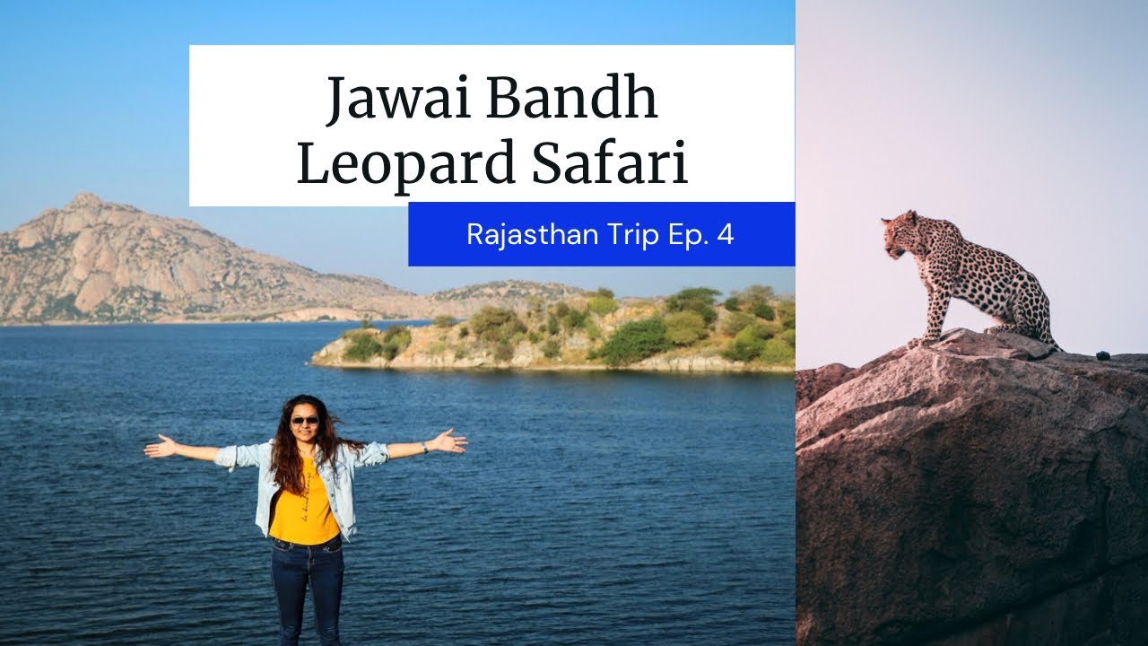 Jawai Bandh Leopard Safari | Jawai Bandh Rajasthan | Jawai Leopard ...
