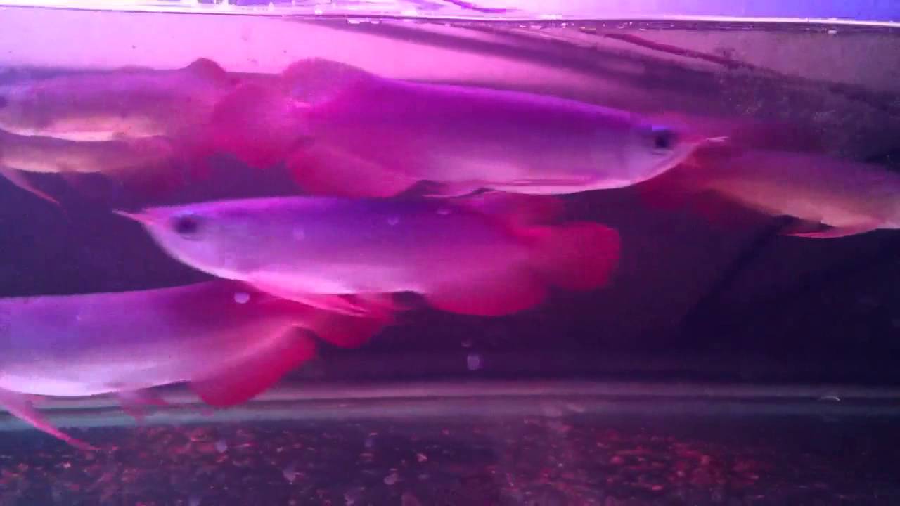 Terminator Red 01 TS - YouTube