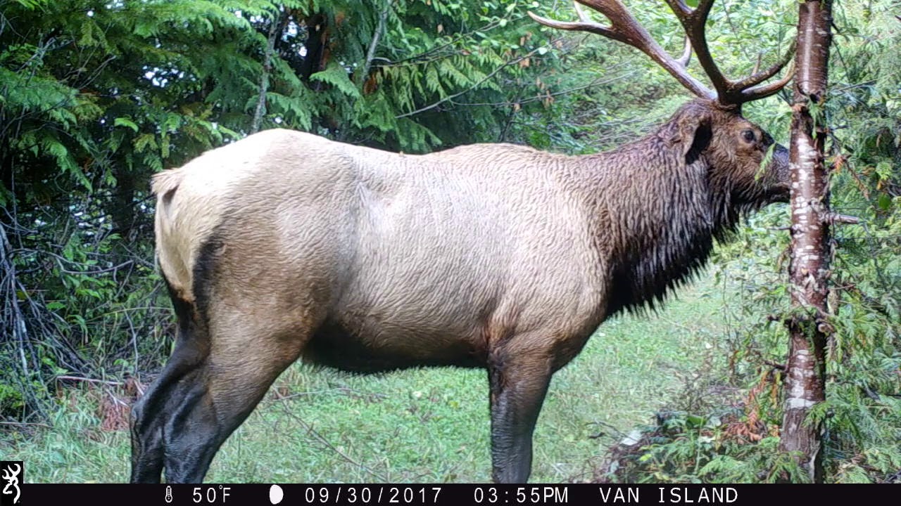 Elk rubbing tree - YouTube