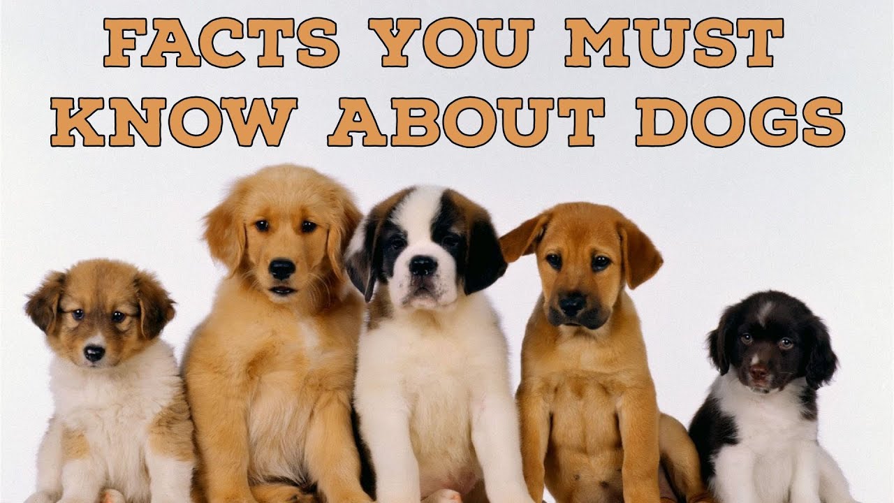 THE MOST INTERESTING FACTS ABOUT DOGS YOU MUST KNOW YouTube the-most-interesting-facts-about-dogs-you-must-know-youtube