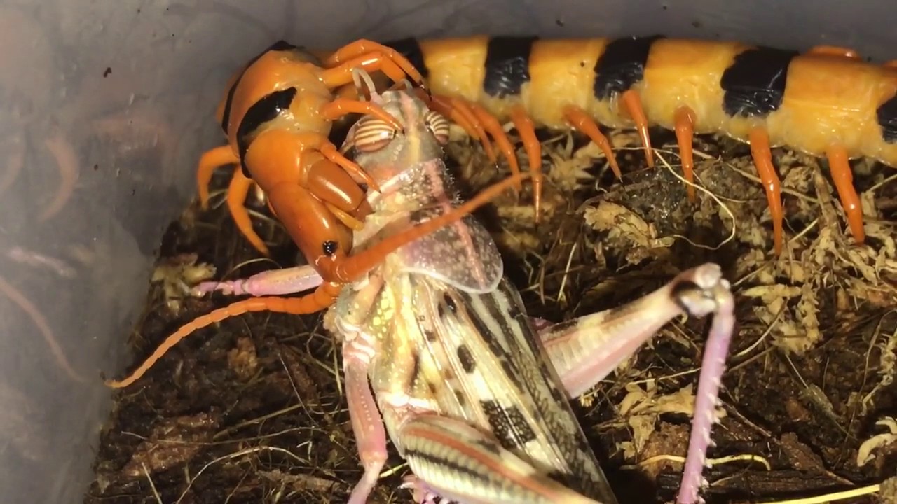 Scolopendra Hardwickei (Indian Tiger Centipede) gets a locust. - YouTube