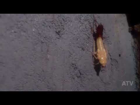 COCKROACH LEAVE THEIR SHED SKINS BEHIND - YouTube