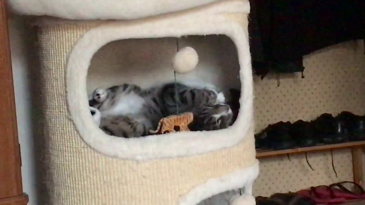 Cats: dreaming - YouTube