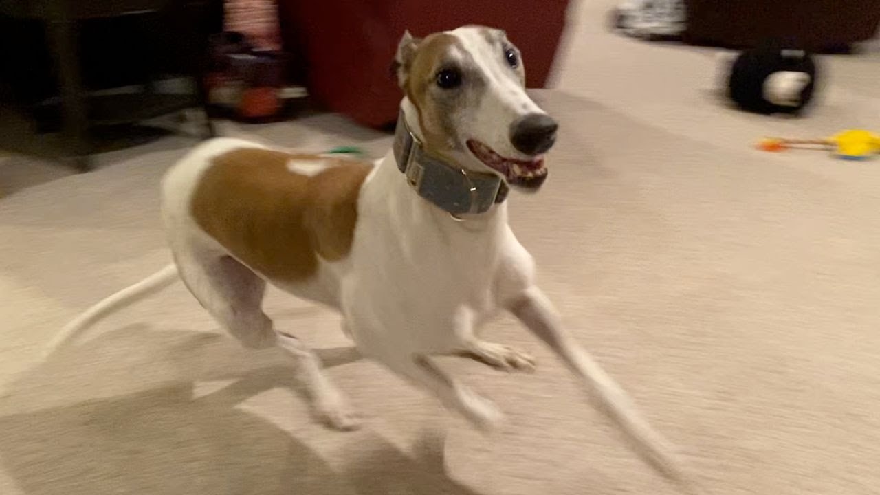 Happy greyhound can't stop spinning - YouTube