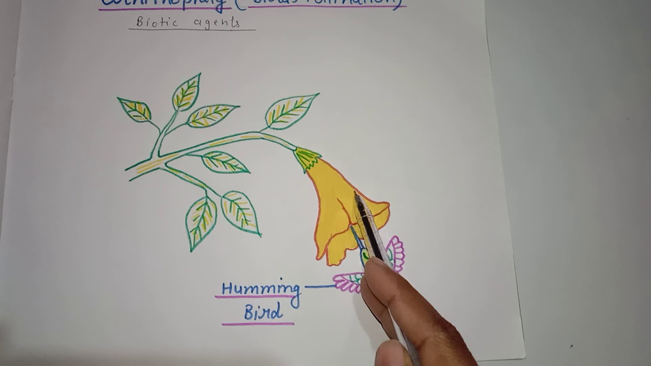 Ornithophily pollination (Bird pollination) - YouTube