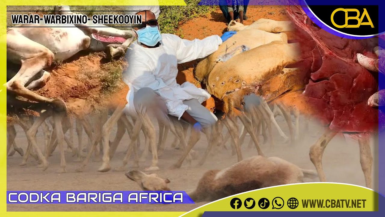 Xanuun googoynaya Xoolaha Soomaalida oo ay dhimanayaan iyo Dad cunay ...