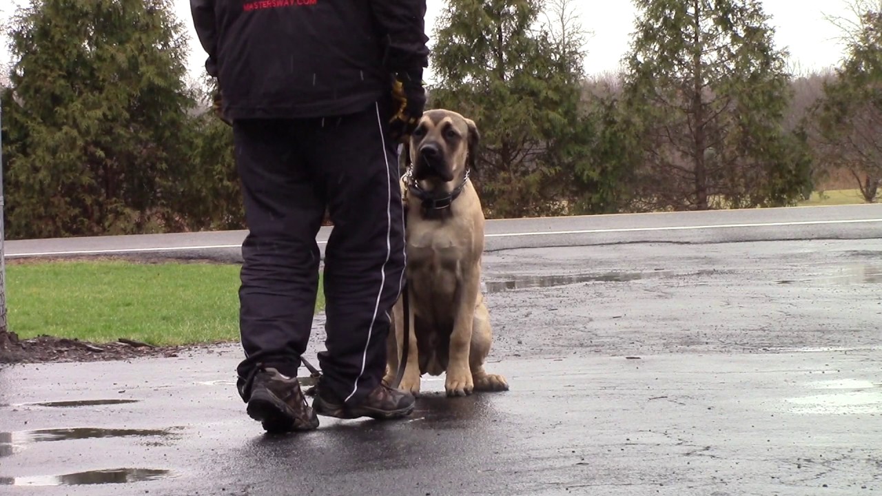 Rick Schubert of Masters Way Dog Training first day with English ...