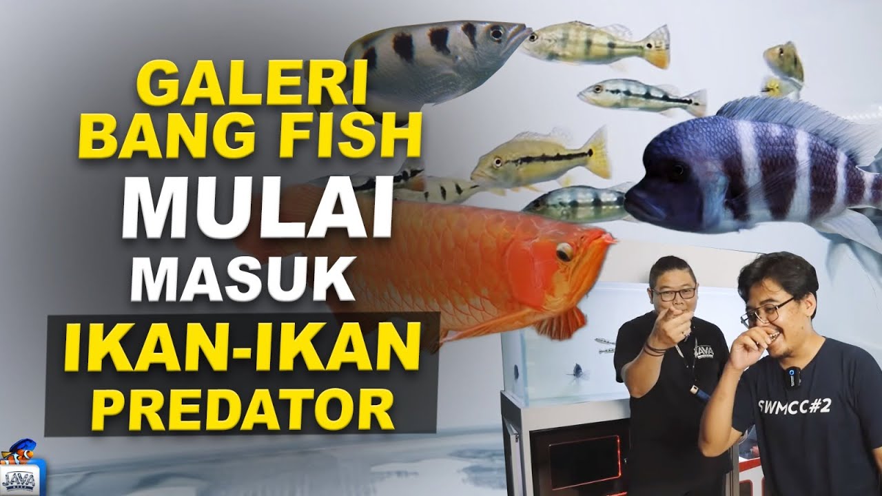 UDAH ISI IKAN PREDATOR! GALERI FRESHWATER JAVA PETCO - YouTube
