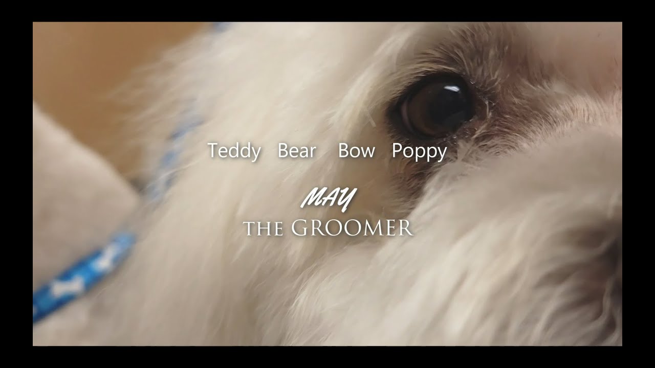 Teddy, Bear, Bow, Poppy, (Malti-Poo, Malti-Poo, Havanese) - YouTube