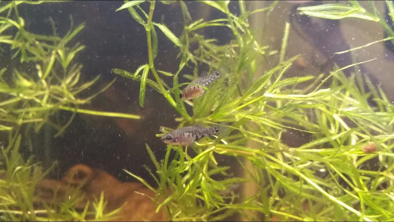 Goodeid Fry Update: Different Species Born Here in the Fish Room ...