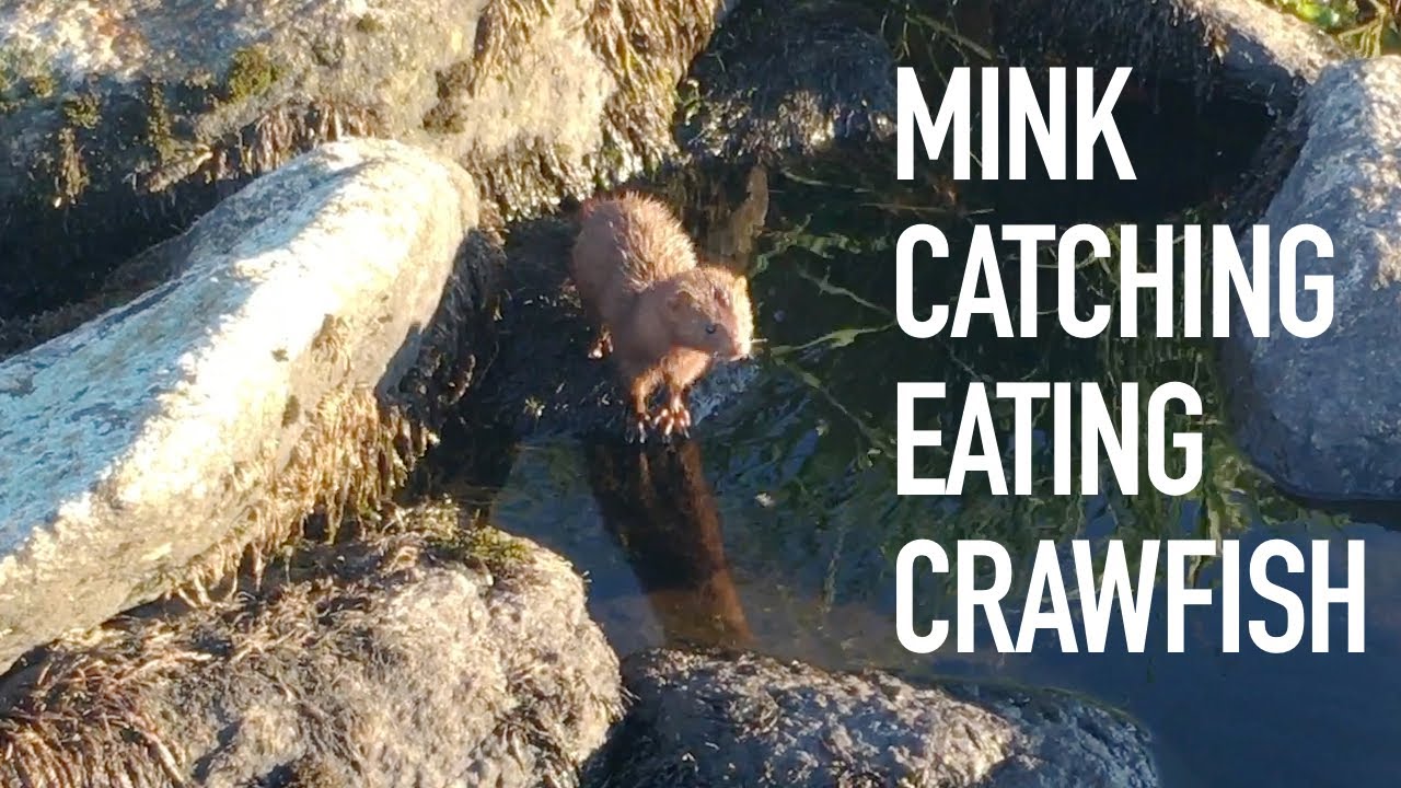 Wild Mink catching & eating Crawfish/Crayfish - YouTube