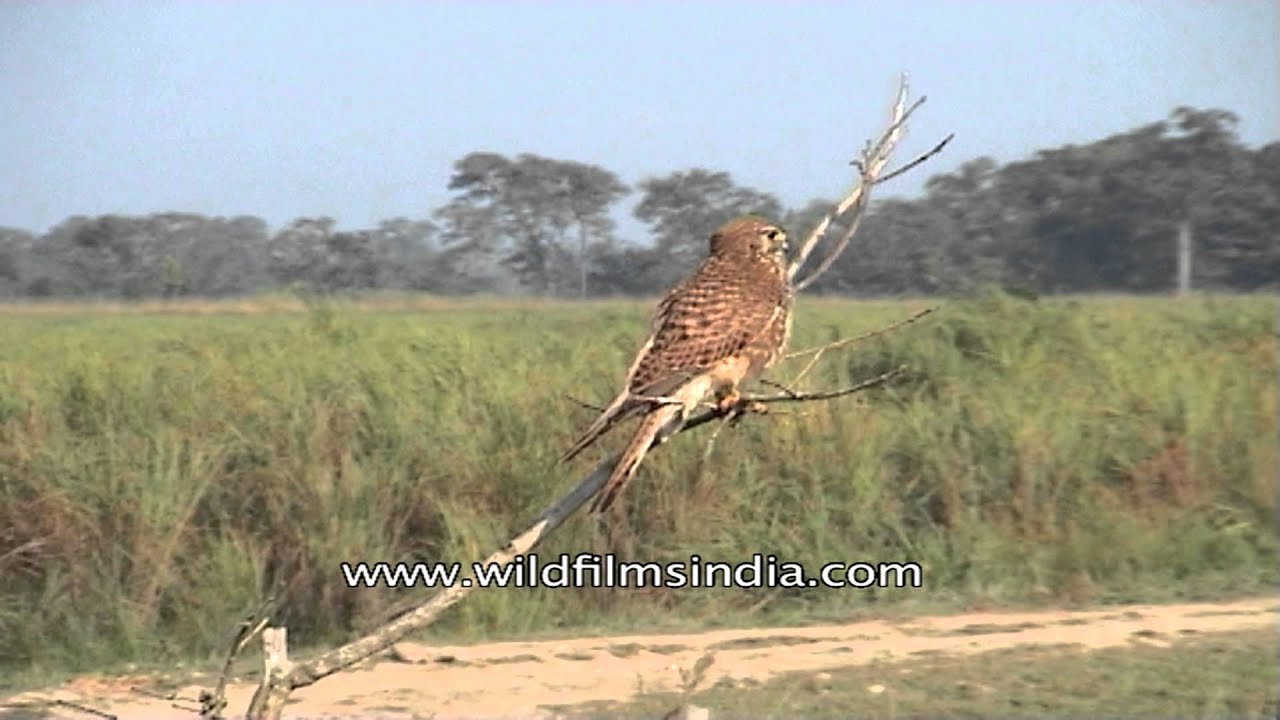 Common Kestrel - A common Indian raptor in Assam - YouTube