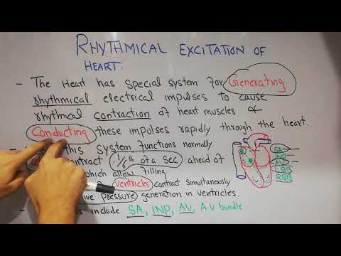 CVS physiology lecture 15. Rhythmical excitation of the heart, impulse ...